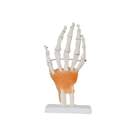 Modèle anatomique d articulation LS 06 MeiWo Science de main d