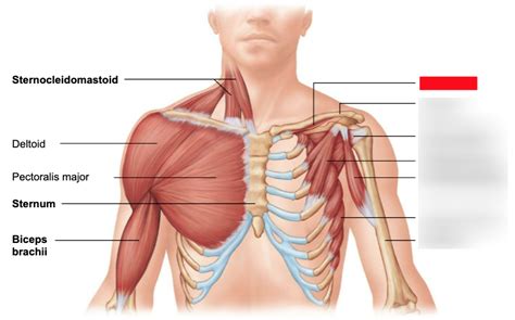 Muscles Of Thorax Pt Diagram Quizlet
