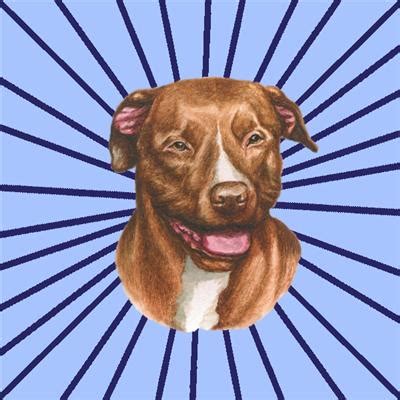 Maniac Pit Bull Terrier Animais C O Criarmeme Br