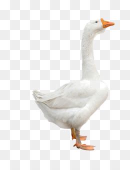 Ganso Fundo Png Imagem Png Toulouse Ganso P Ssaro Pato Dom Stico