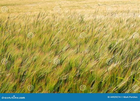 Campo Verde Da Textura Da Colheita Da Cevada Foto De Stock Imagem De