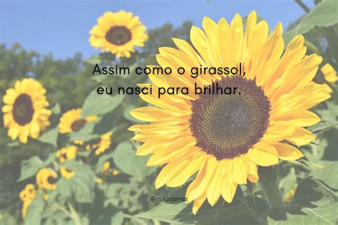 Frases De Girassol Para Iluminar O Dia Malu Pires Blog