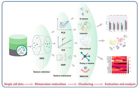 ijms free full text dimension reduction and clustering models for single cell rna sequencing