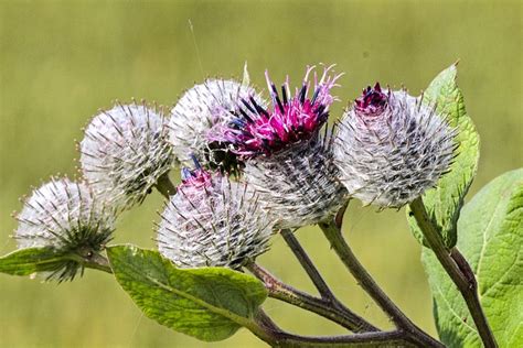 Tistel Blomma Växt Gratis foto på Pixabay Pixabay