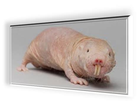 Naked Mole Rate Flashcards Quizlet