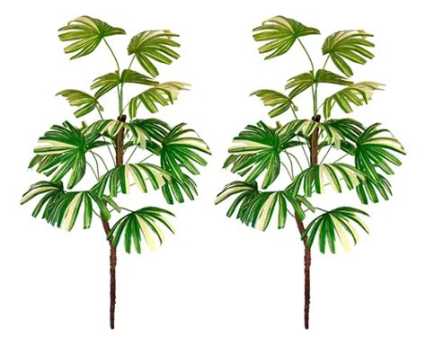 Kit Planta Coqueiro Palmeira Leque Areca Rafia Sem Vaso