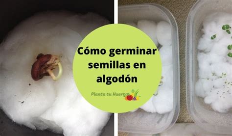 Cómo germinar semillas en algodón Huertos aprende a cultivar tus