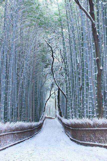 Rare Heavy Snowfall Turns Kyoto Into Winter Wonderland And The Photos