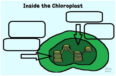 Ye Better Get Studying Chloroplast Diagram Quizlet