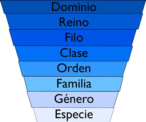 Ejemplos De Taxonomia Dibujo Porn Sex Picture