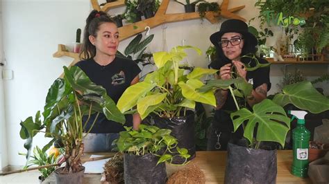 Cómo hacer un tutor para tus plantas trepadoras TvAgro por Juan