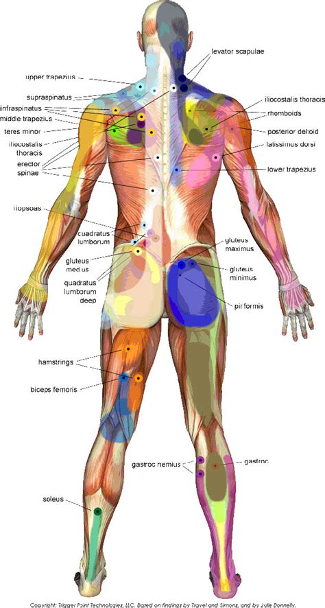 Trigger Points Massage Therapy Fitness Anatomy Poster Wall Chart Set