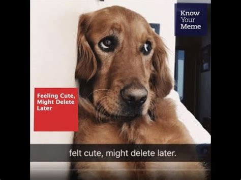 Know Your Meme 101 Feeling Cute Might Delete Later Feeling Cute