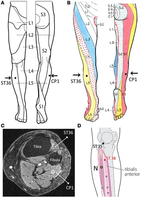 Frontiers Commentary Differential Cerebral Response To Somatosensory
