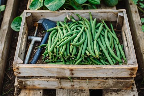 La meilleure période pour semer vos haricots verts et comment bien le