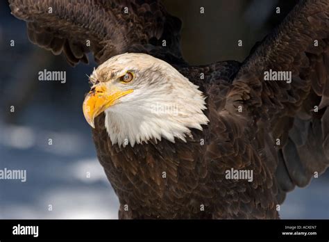 Bald Eagle Haliaeetus Leucocephalus Stock Photo Alamy