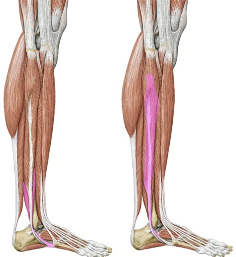 Lateral Compartment Of Leg Diagram Quizlet