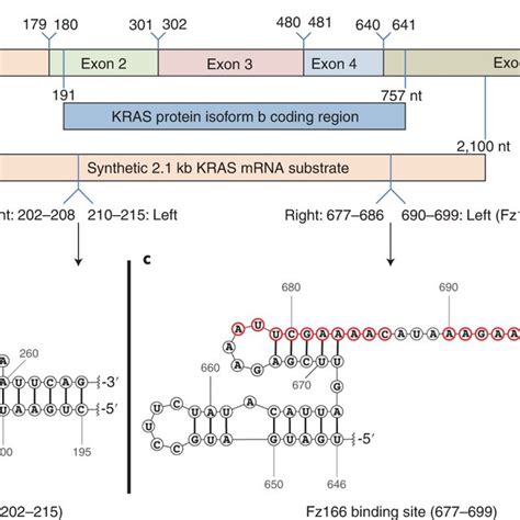 Evaluation Of The Secondary Structure Of Kras Rna Variant B Ncbi