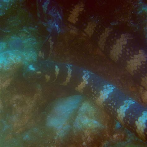 Ijima S Sea Snake Sea Snakes INaturalist