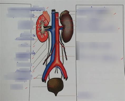 Diagramme de schéma appareil urinaire Quizlet