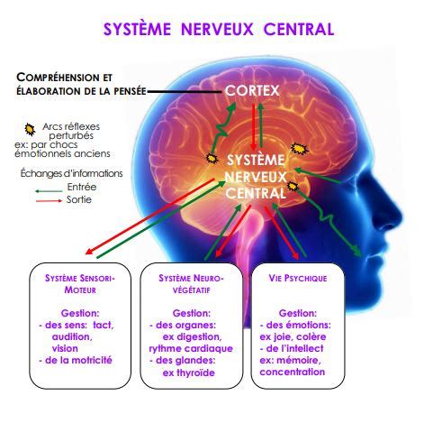 qcm neurophysiologie corrigé