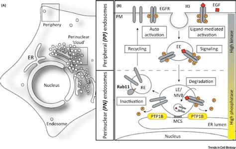 Actualités Scientifiques Médicales trendsincellbiology endosome S