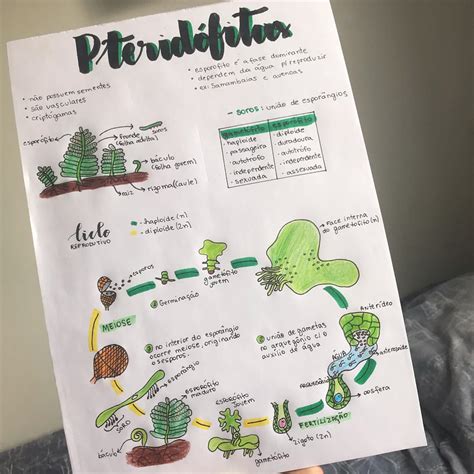 Mapa Mental Reino Plantae Biologia
