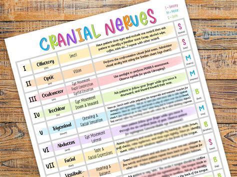Cranial Nerves Study Guide Cranial Nerves Cheat Sheet Cranial Nerves