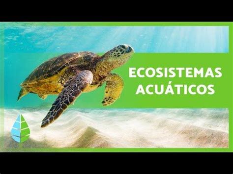 Ecosistema acuÁtico y terrestre qué es y diferencias Artofit