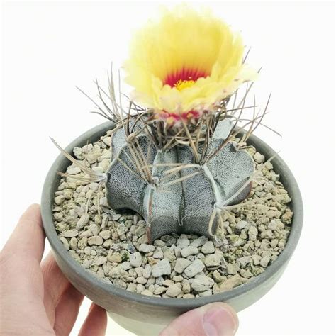 Astrophytum Capricorne Var Niveum 15 Cm Cactaceae Giromagi