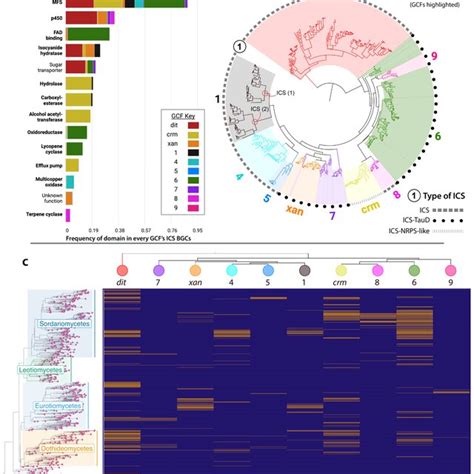 Full Isocyanide Synthase Ics Biosynthetic Gene Cluster Bgc