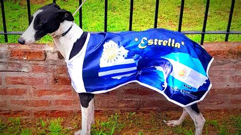 Galgos Vs Liebres Haciendo Cachorros Con Estrella Youtube