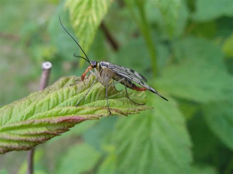 Insectos voladores características clasificación y tipos