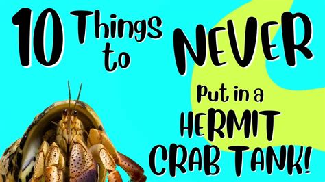 Things To Never Put In A Hermit Crab Tank For Happier Healthier