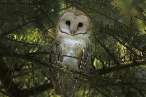 Tyto Alba Owls Birds Branches HD Wallpaper Rare Gallery