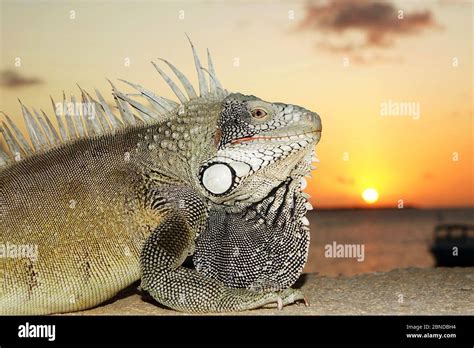 Male Iguana Is Laying In Front Of Sunset Bonaire Island Caribbean