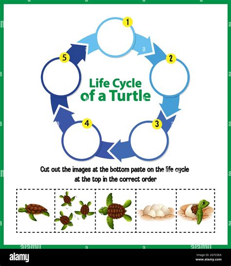 Diagrama que muestra el ciclo de vida de la ilustración de la tortuga