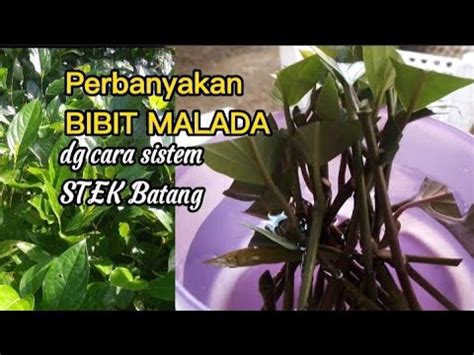 CARA MUDAH STEK BATANG Perbanyakan Malada Dengan Cara Stek YouTube