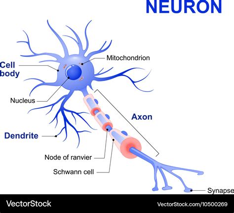 Typical Human Neuron Royalty Free Vector Image