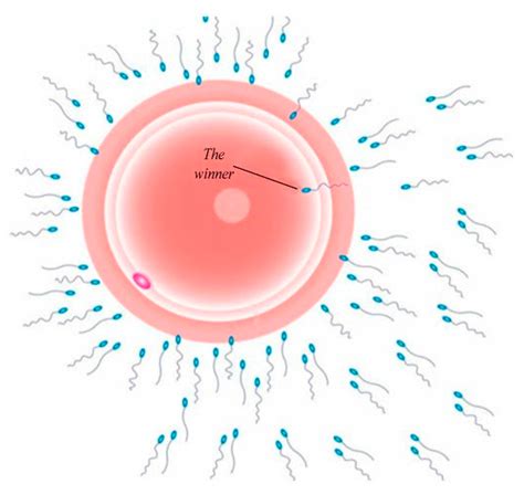 mathematics free full text hybrid newton sperm swarm optimization algorithm for nonlinear