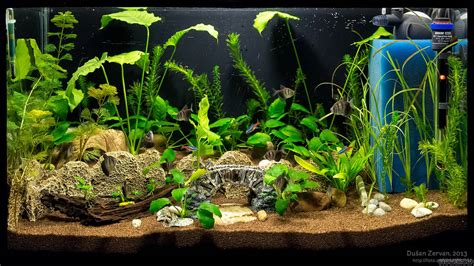 Terrace Aquarium Flowgrow Aquascape Aquarium Database