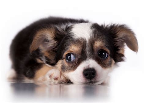 Comprar Un Chihuahua Nunca Fue Tan F Cil Corralet