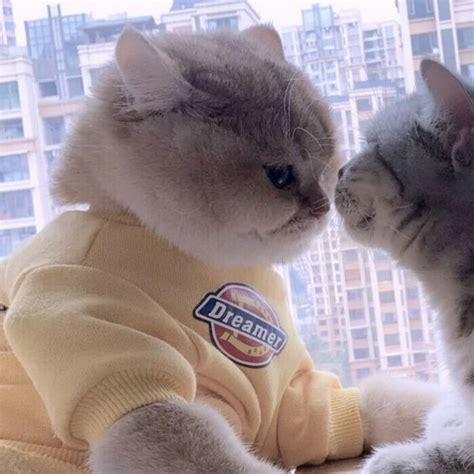 View Matching Cute Cat Pfp For Discord Imageentrancebox The Best Porn