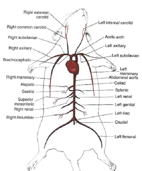 Cat Blood Vessels Diagram