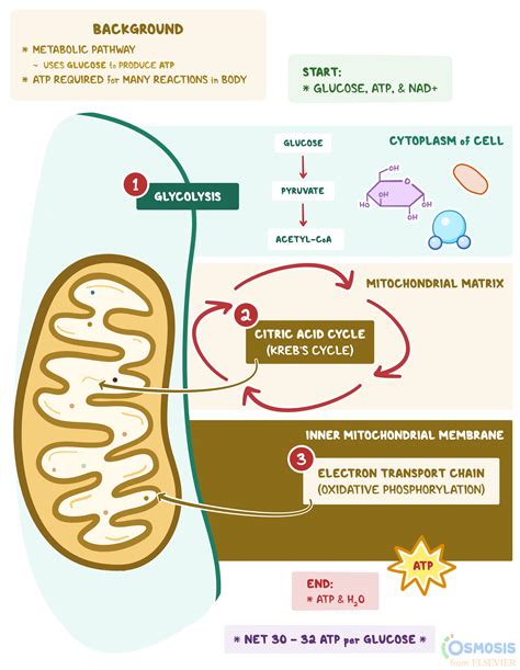 Cellular Respiration What Is It Its Purpose And More Osmosis