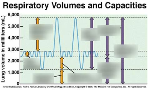 Respiratory Volumes And Capacities Exam Diagram Diagram Quizlet