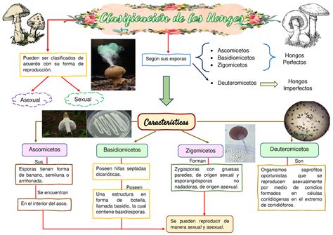 Tarea Clasificaci N De Los Hongos Ascomicetos Caracter Sticas
