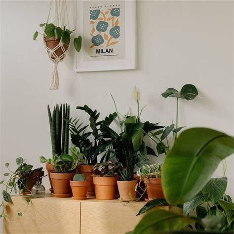 Feng Shui Las 3 Plantas Que Atraen El Dinero Y La Abundancia Y No