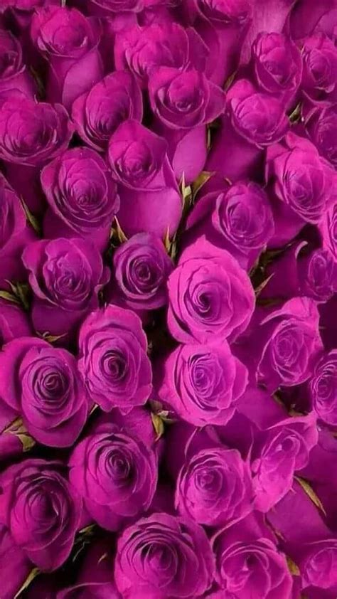 Details 100 Picture Rosas Rosas Y Moradas Abzlocal Mx