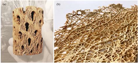 Biomimetics Free Full Text Studio One A New Teaching Model For